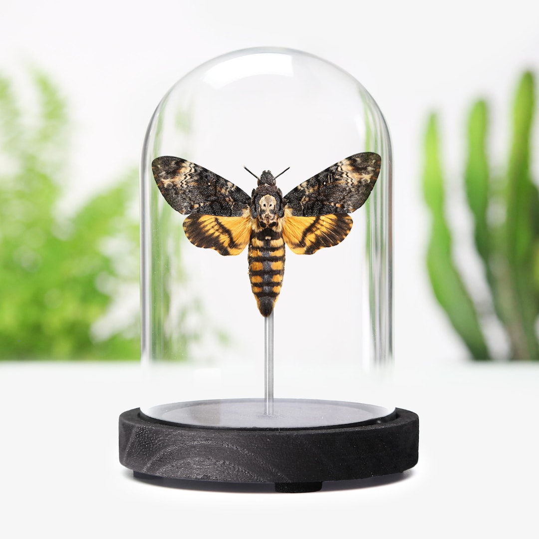 Death's Head Hawk Moth Butterfly Insect Bug Entomology Taxidermy Bell ...