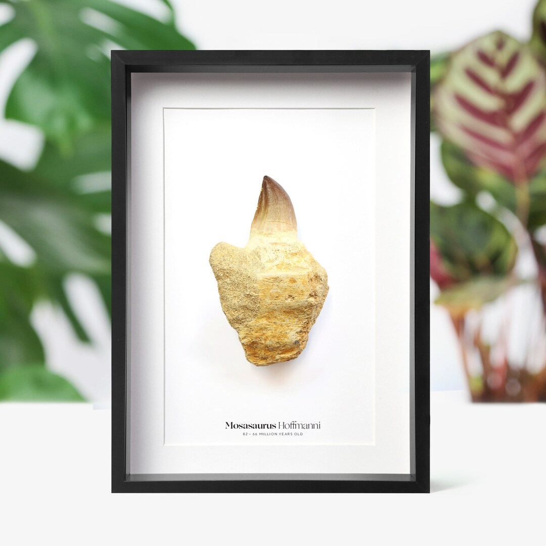 Mosasaur Tooth in Matrix Real Authentic Prehistoric Jurassic Dinosaur ...