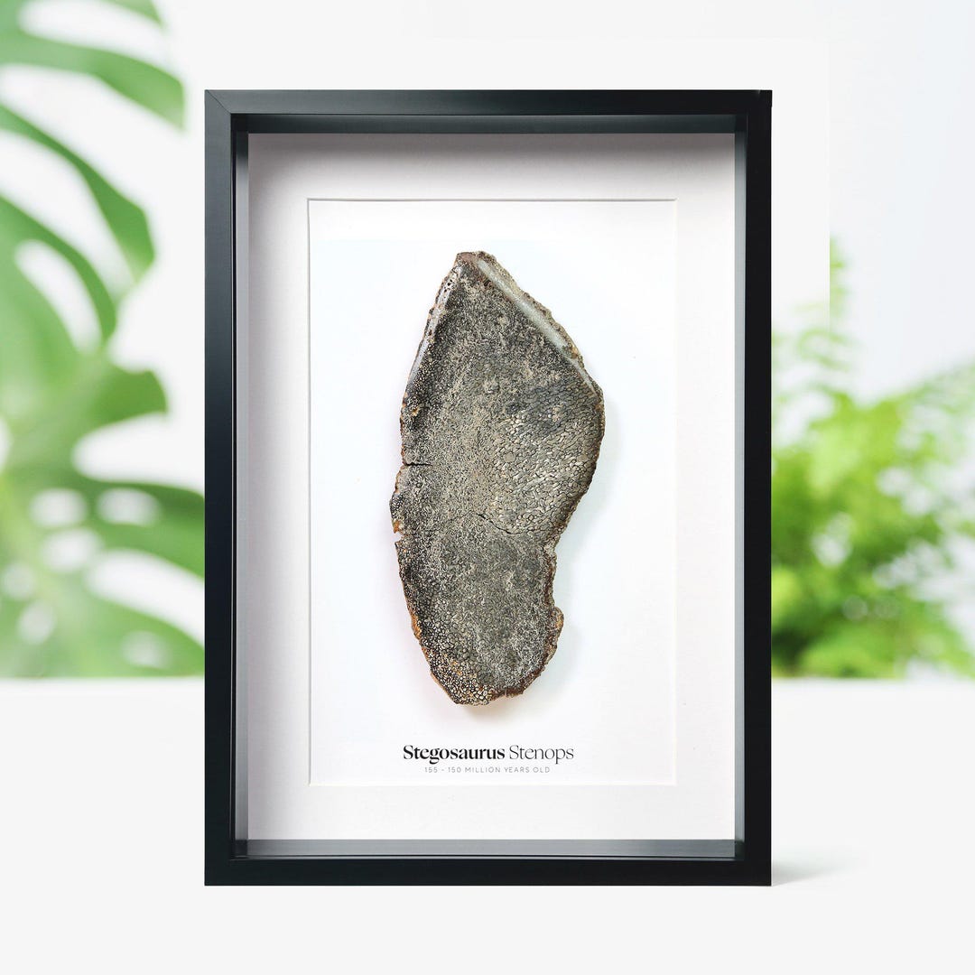 Stegosaurus Dinosaur Bone Authentic Natural History Fossil Wall-hanging ...