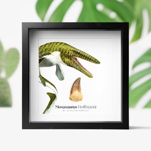 Mosasaurus Tooth & Watercolour Illustration Real Authentic Prehistoric ...