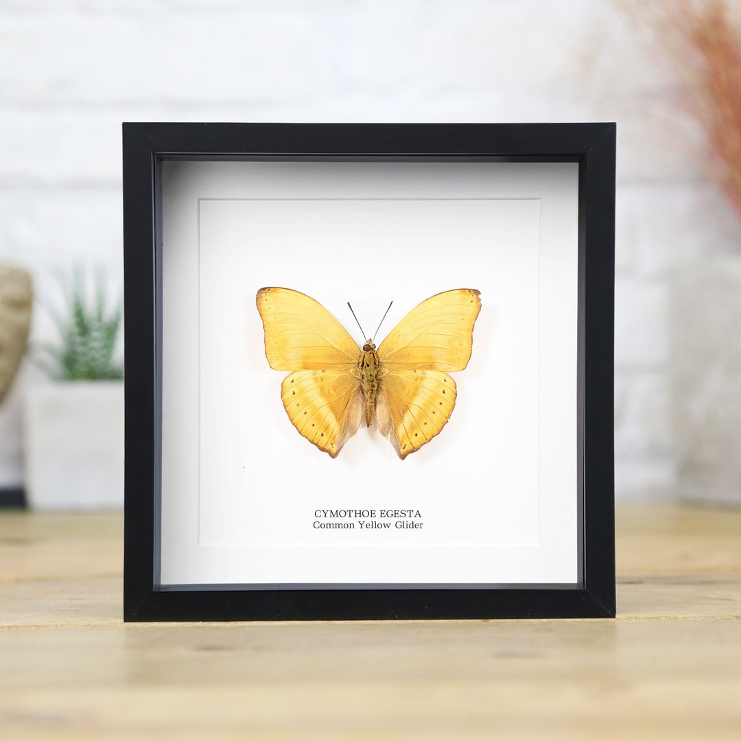 Common Yellow Glider Moth Butterfly Insect Bug Entomology Taxidermy Box ...