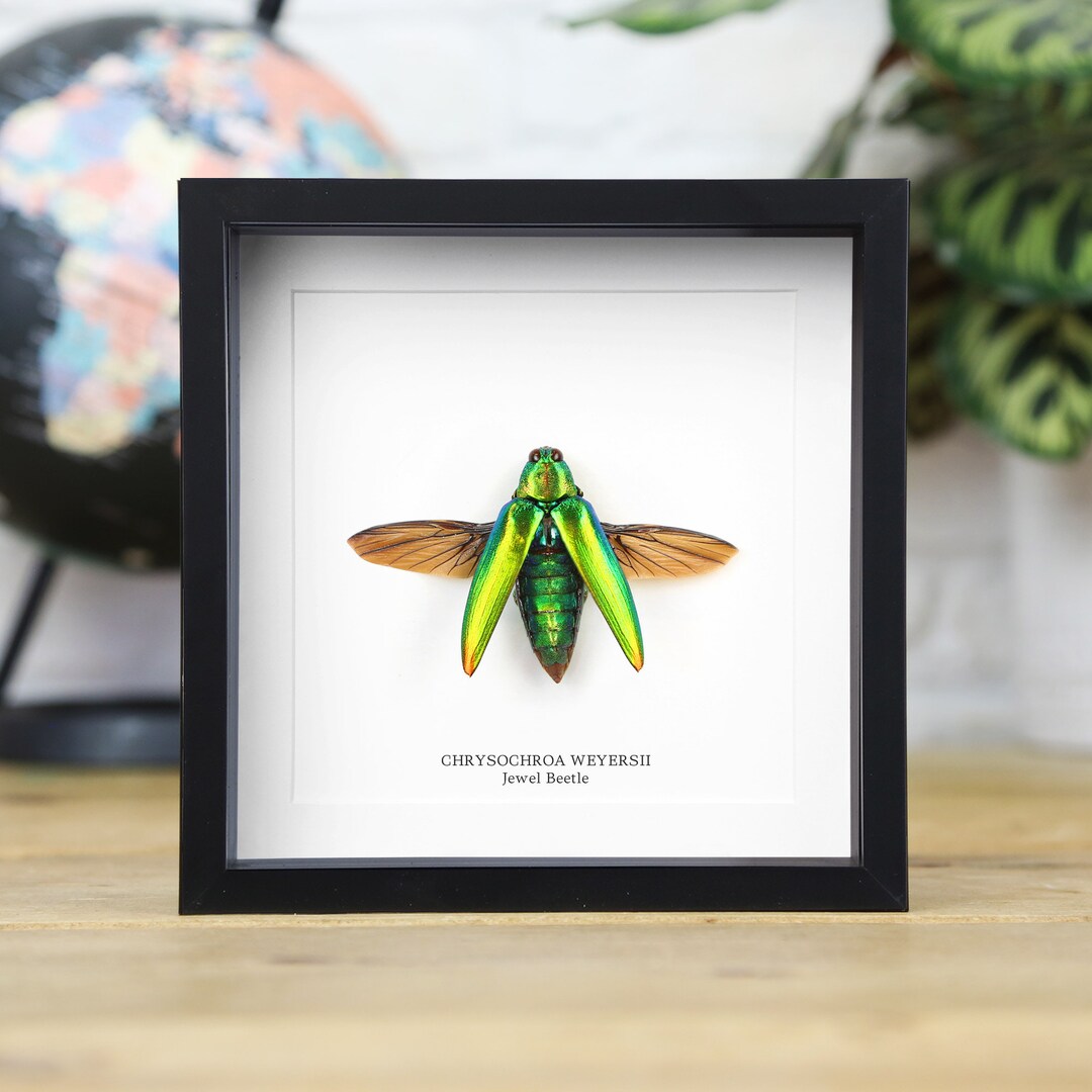 Green Weyersii Jewel Beetle Box Frame Entomology Taxidermy Insect Bug ...