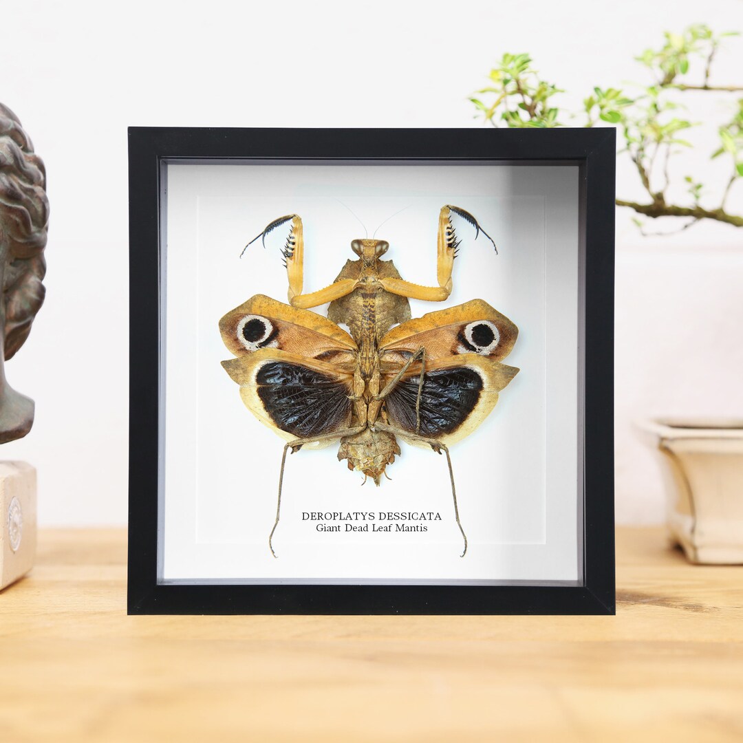Giant Desiccata Dead Leaf Mantis deroplatys Dessicata Handcrafted ...