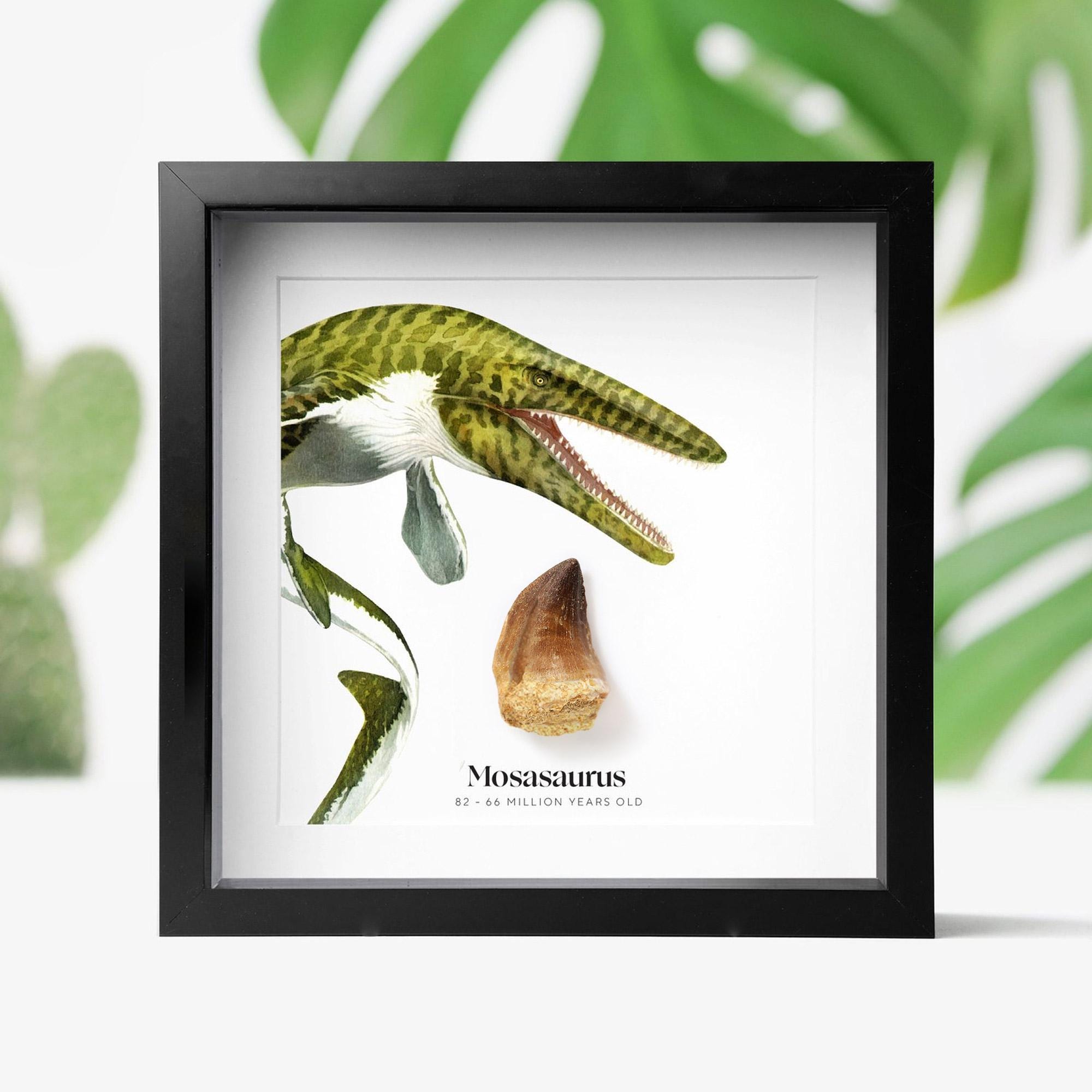 Mosasaurus Dinosaur Tooth & Watercolor Illustration: Framed Jurassic ...