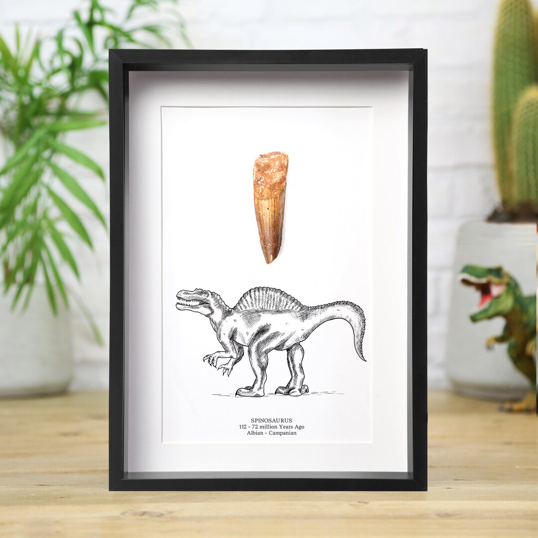 Large Spinosaurus Tooth & Illustration Box Frame Real Authentic ...