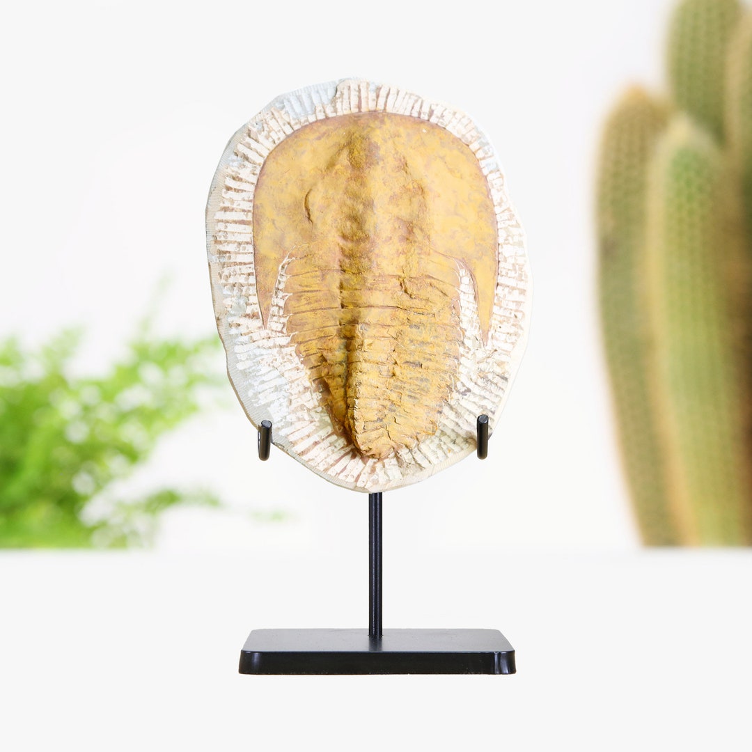Trilobite Fossil Bespokel Stand Real Authentic Dinosaur Fossil Natural ...