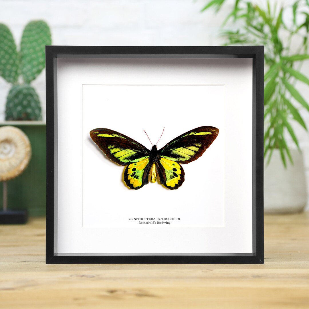 Rothschild's Birdwing ornithoptera Rothschildi / Insect Handcrafted ...
