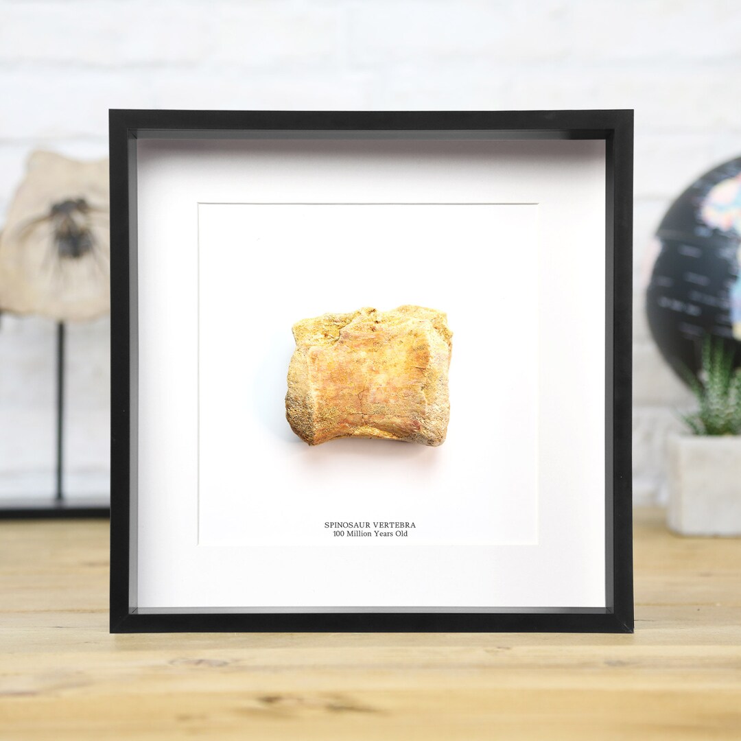 Spinosaurus Vertebrate Box Frame Real and Authentic Dinosaur Fossil ...