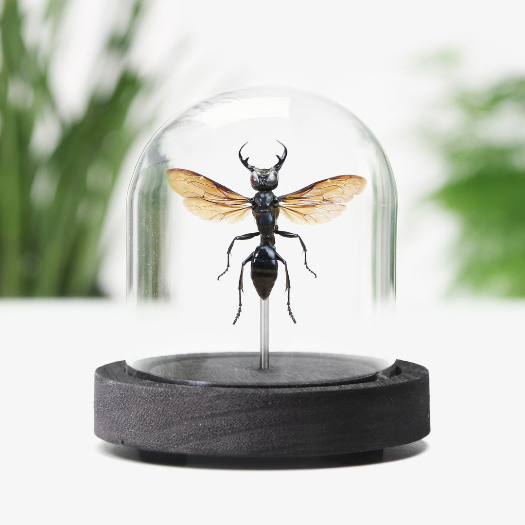 King of Wasps Insect Bug Entomology Taxidermy Bell Jar Interior Design ...