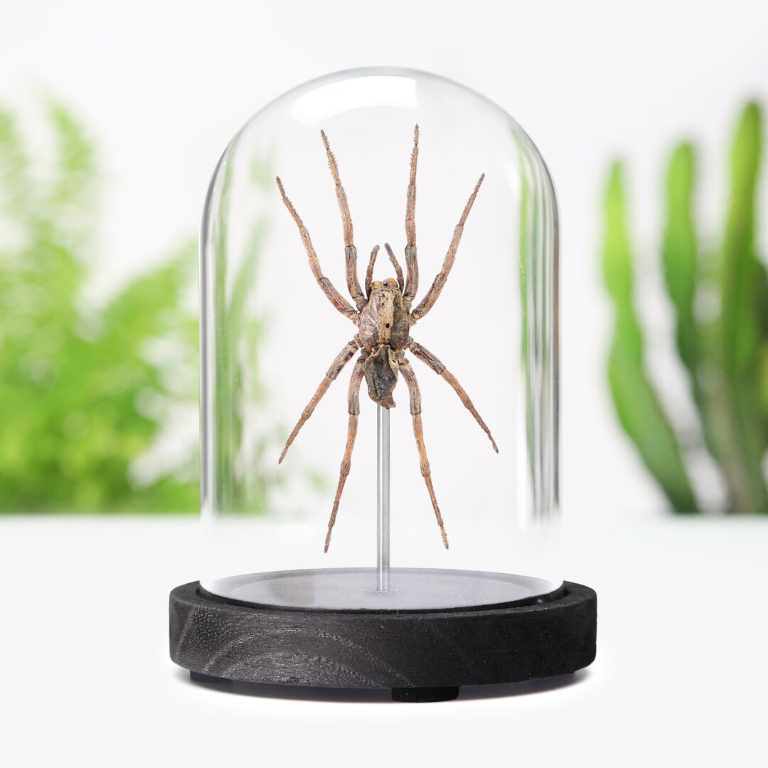 Huntsman Spider Insect Bug Entomology Taxidermy Bell Jar Interior ...