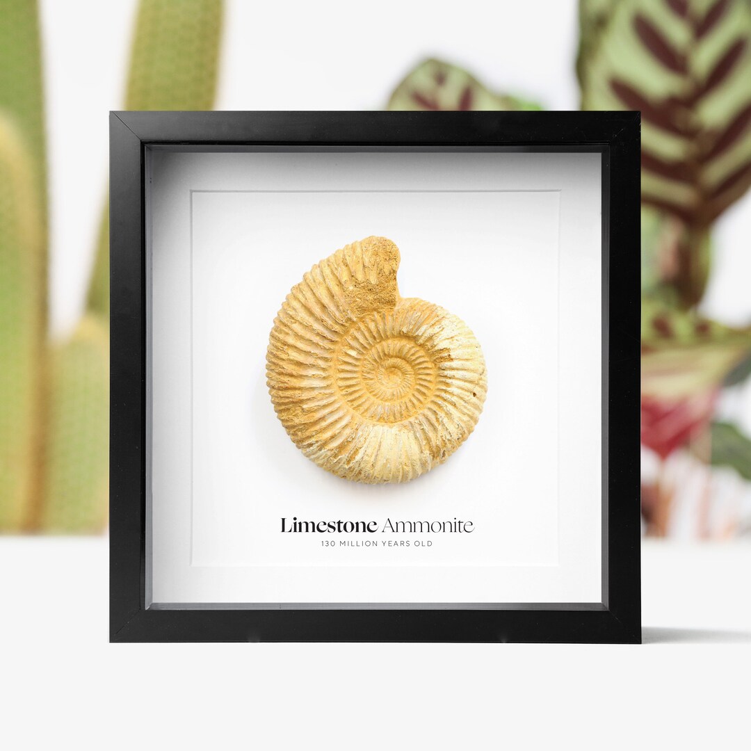 Limestone Ammonite Fossil in Acrylic Shadow Box Frame - Etsy