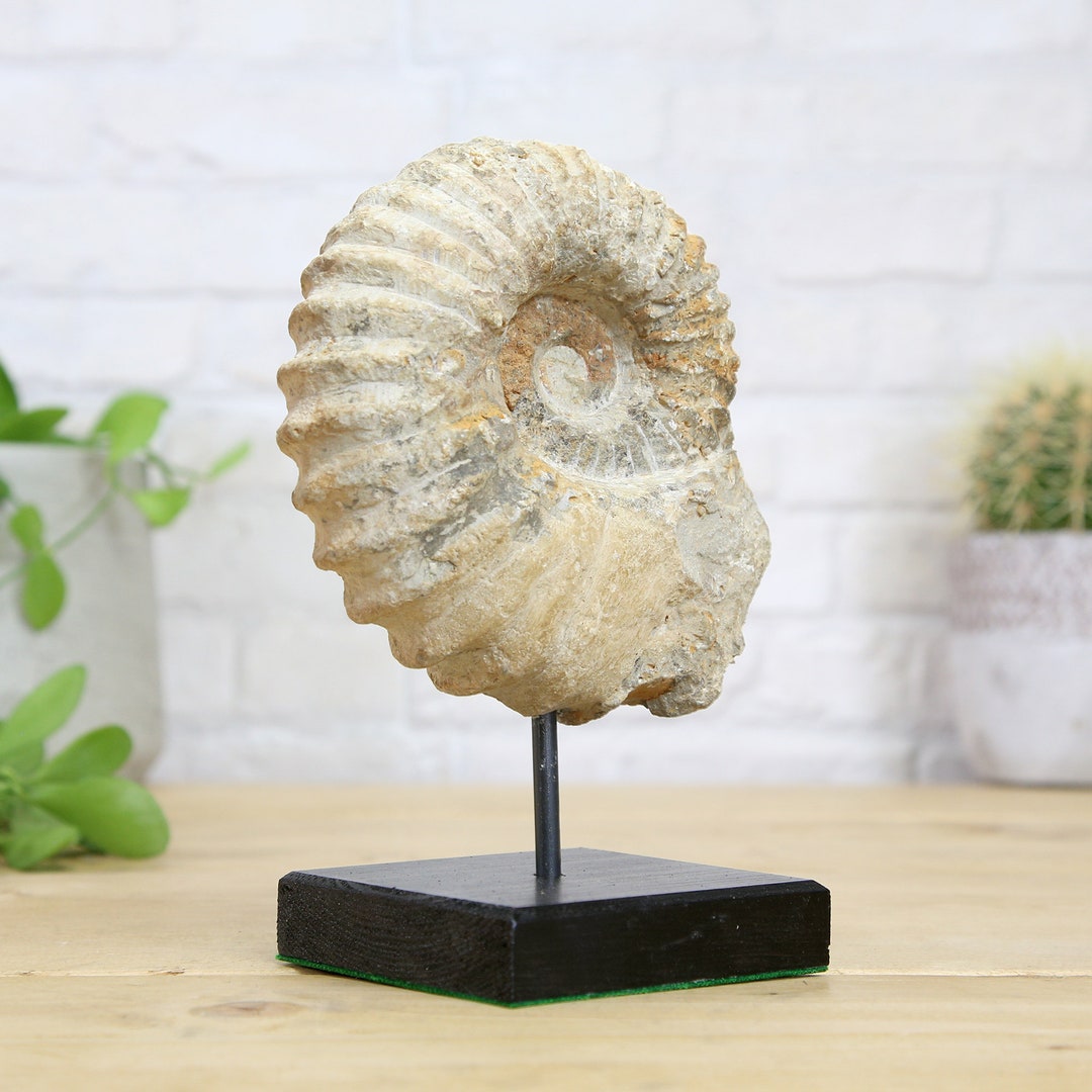 Ammonite Fossil Stand Bespoke Oak Stand Real Authentic Dinosaur Fossil ...