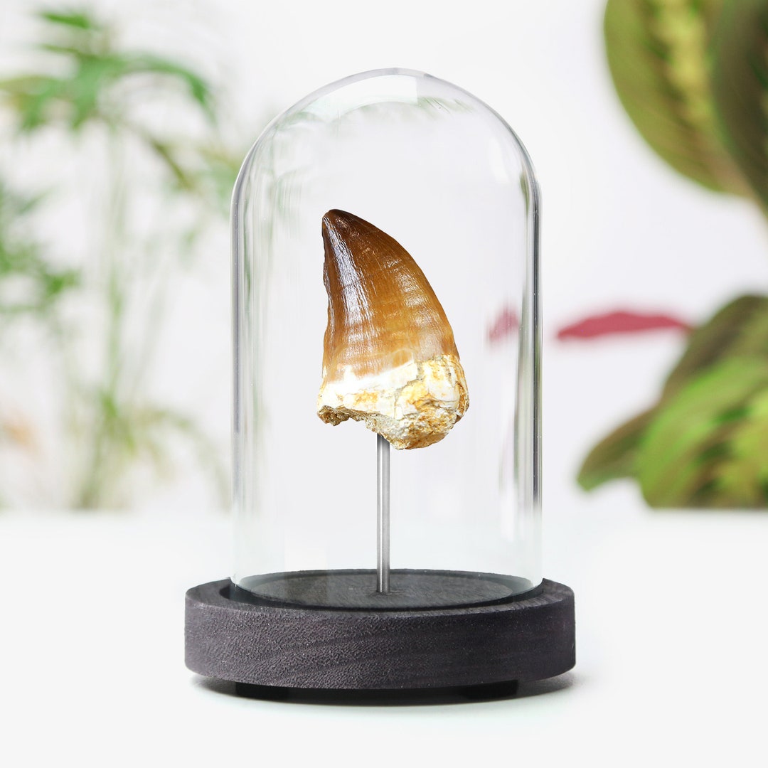 Mosasaurus Large Tooth Real Authentic Prehistoric Jurassic Dinosaur ...