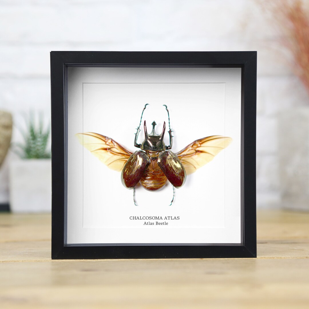 Atlas Beetle Box Frame 6x6 / Entomology Taxidermy Insects Bug Moth ...