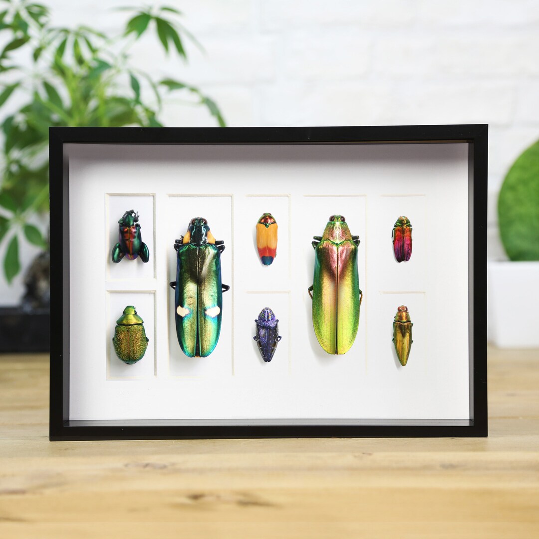 Myriad Iridescent Beetle Collection Box Frame Entomology Taxidermy ...