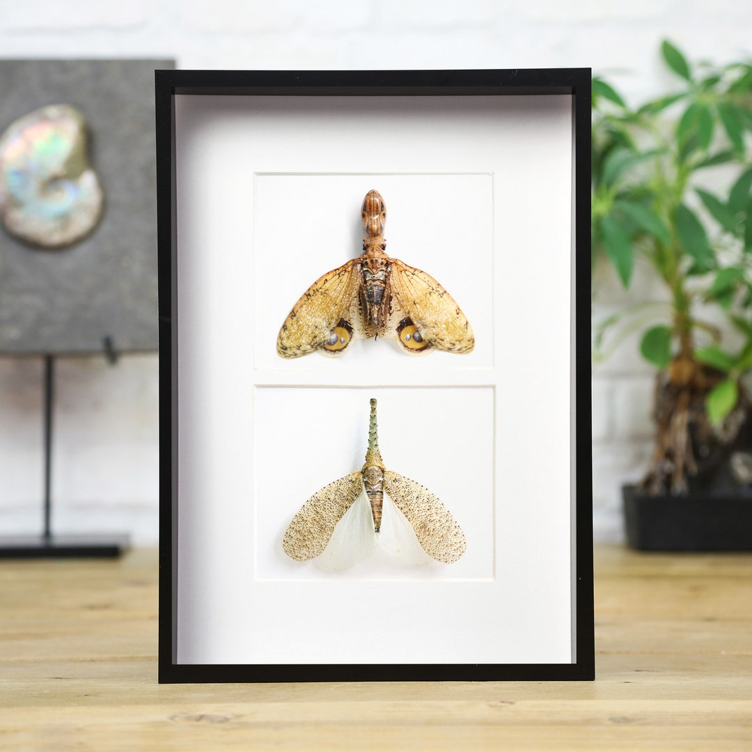 Myriad Lanternfly Box Frame Entomology Taxidermy Insects Bug Moth ...