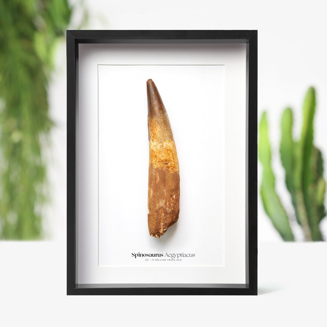 XXL Spinosaurus Tooth Real Authentic Prehistoric Jurassic Dinosaur ...