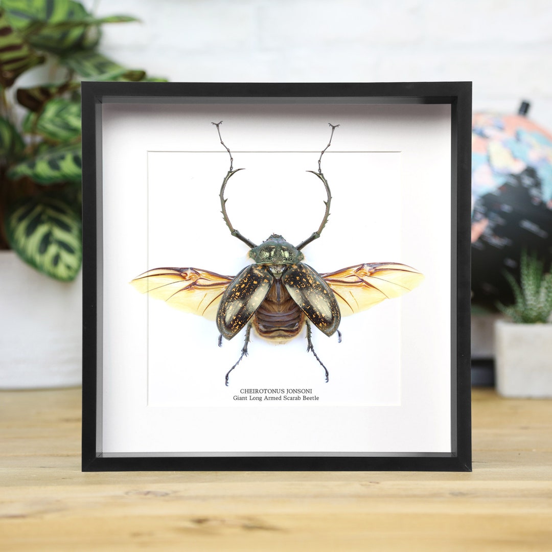 Giant Long Armed Scarab Beetle Box Frame Entomology Taxidermy Insects ...