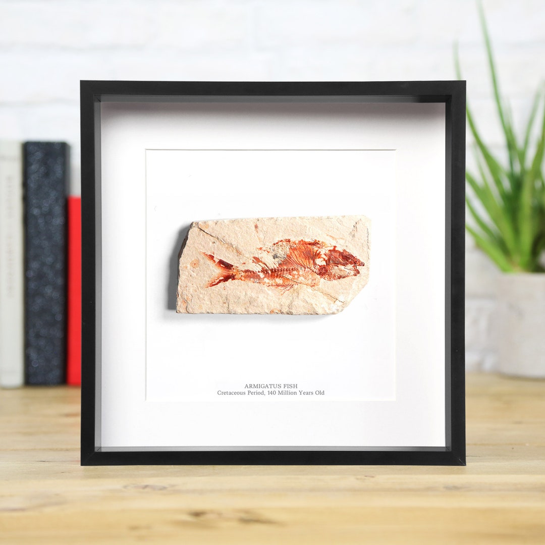 Armigatus Fish Fossil Real Authentic Jurassic Dinosaur Fossils Museum ...