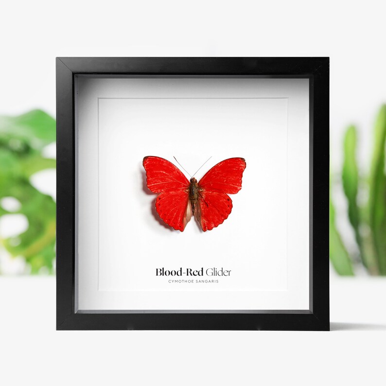 Blood-red Glider Butterfly Moth Insect Bug Entomology Taxidermy Box ...