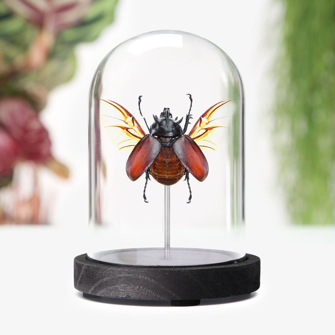 Devil Horned Rhinoceros Beetle Insect Bug Entomology Taxidermy Bell Jar ...