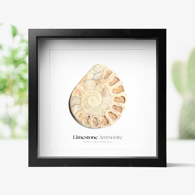 Polished Limestone Ammonite Fossil: Jurassic Box Frame Natural History ...