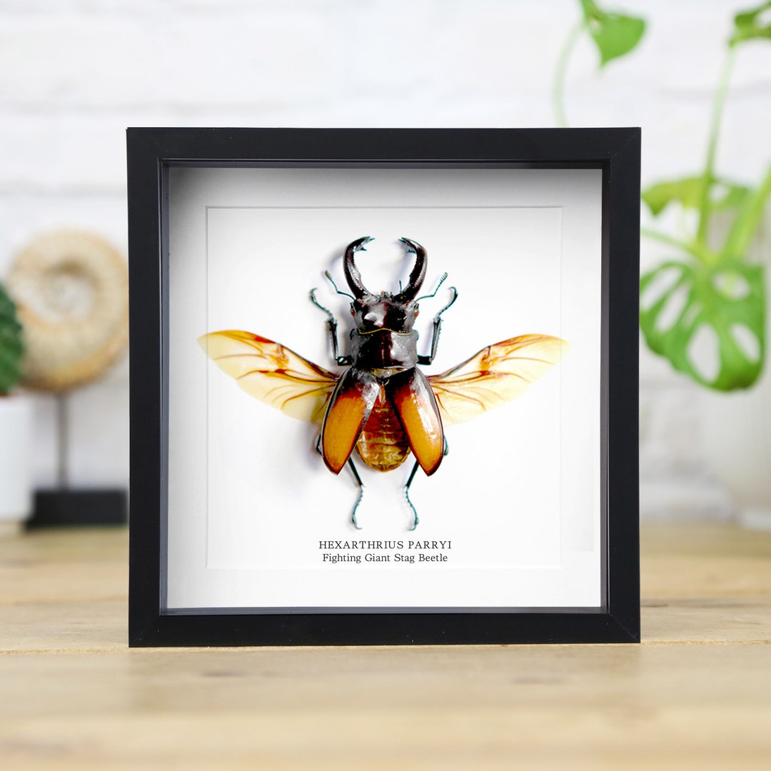 Fighting Giant Stag Beetle Box Frame / Entomology Taxidermy Insects Bug ...