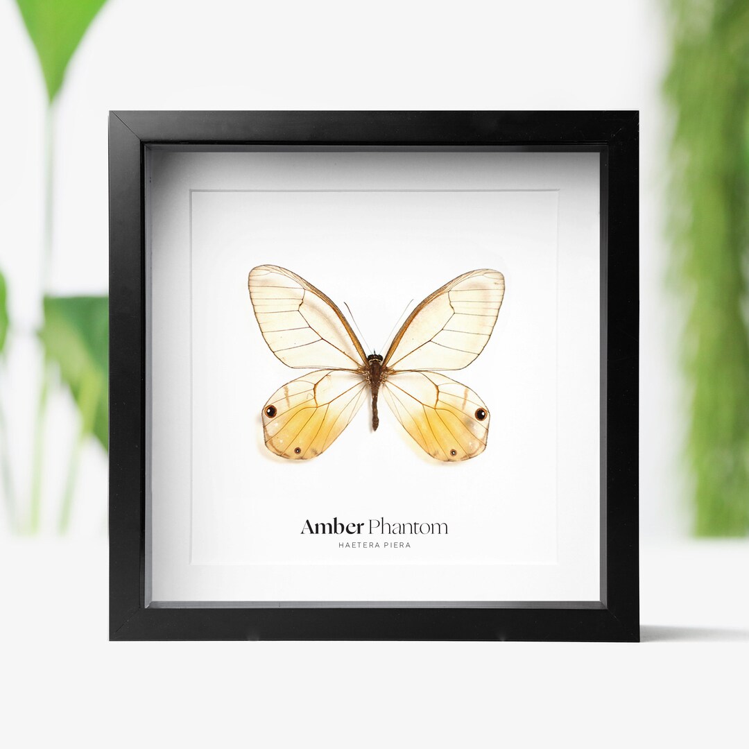 Amber Phantom Butterfly Moth Insect Bug Entomology Taxidermy Box Frame Interior Design Modern ...