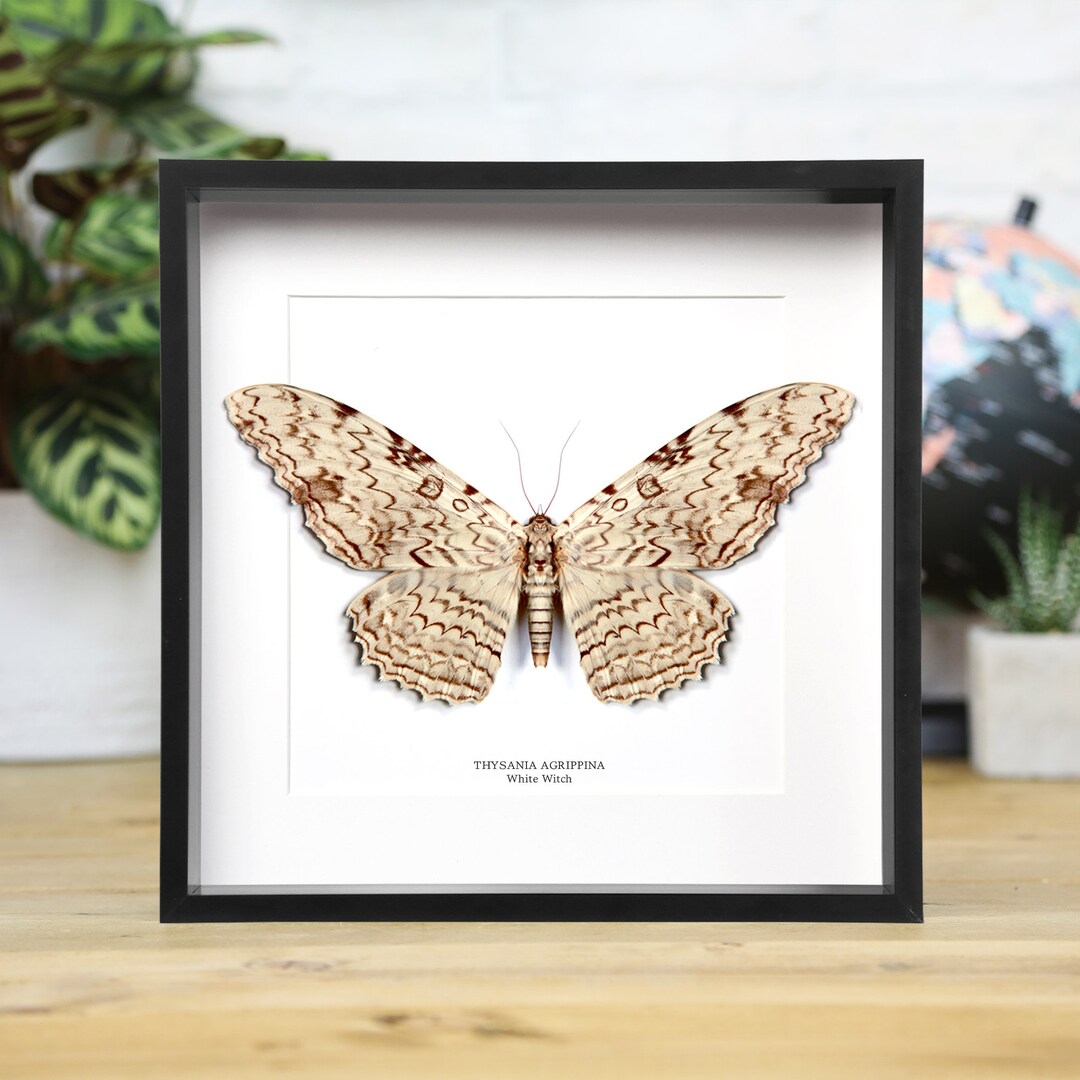 White Witch Moth Box Frame Entomology Taxidermy Insects Bug Moth ...