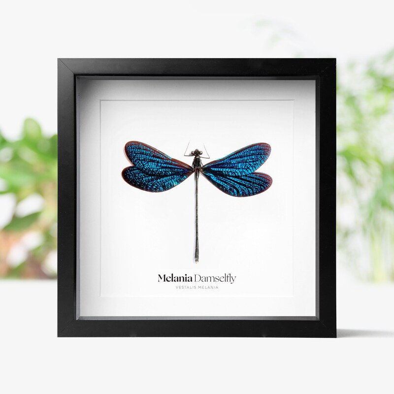 Framed Insects - Etsy