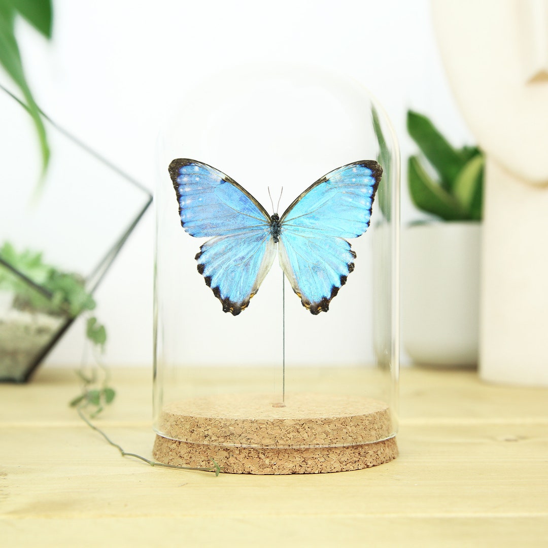 Portis Morpho morpho Portis Handcrafted Entomology Glass - Etsy