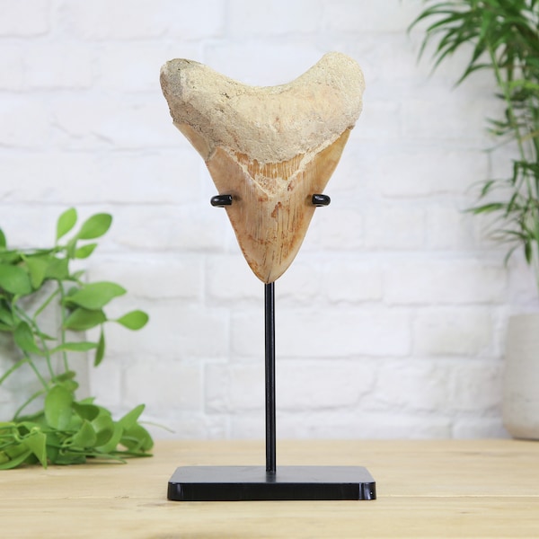 Megalodon Tooth Display Stand - Etsy