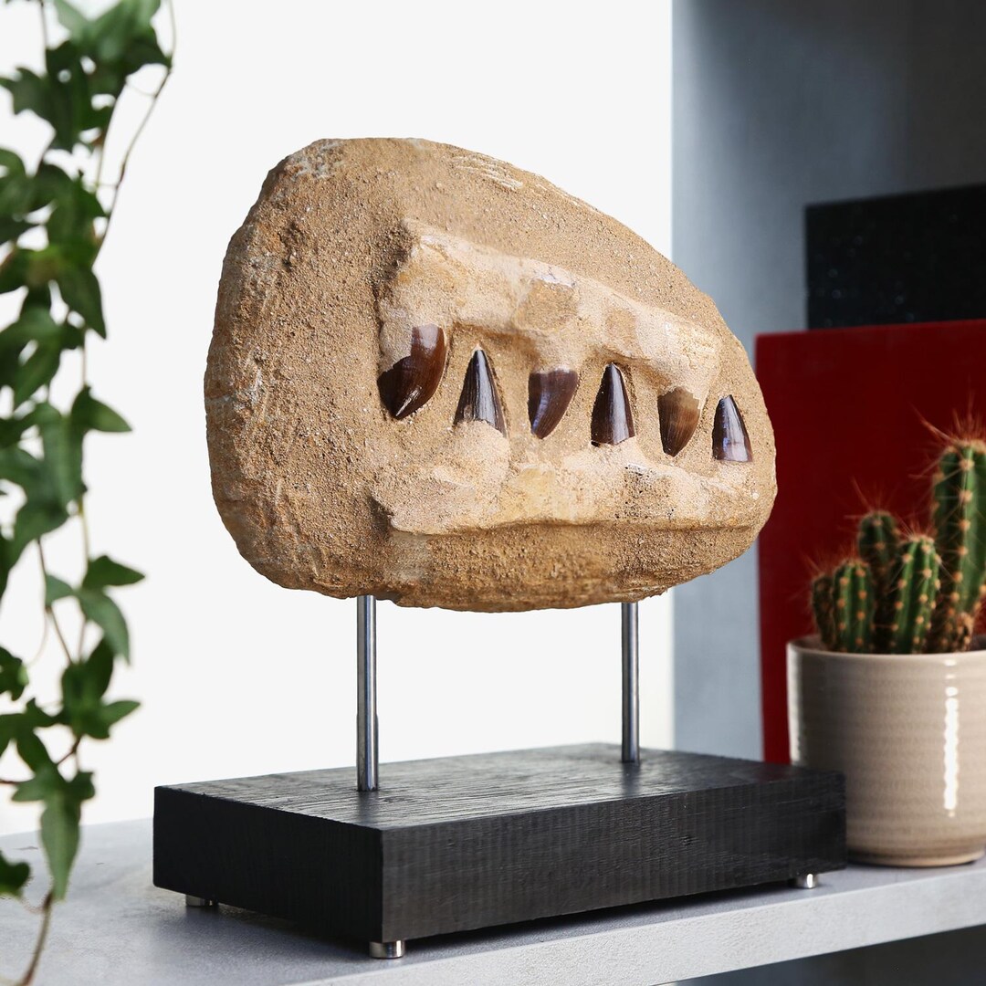 Mosasaur Jaw Dinosaur Fossil in Matrix on Bespoke Oak Stand - Etsy