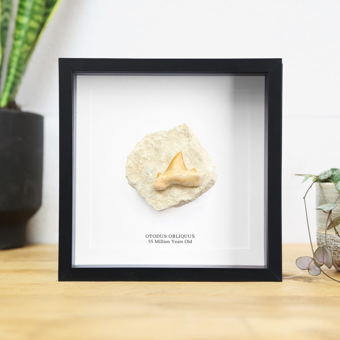Otodus Obliquus Fossil Tooth Museum Quality Frame / Real & Authentic ...