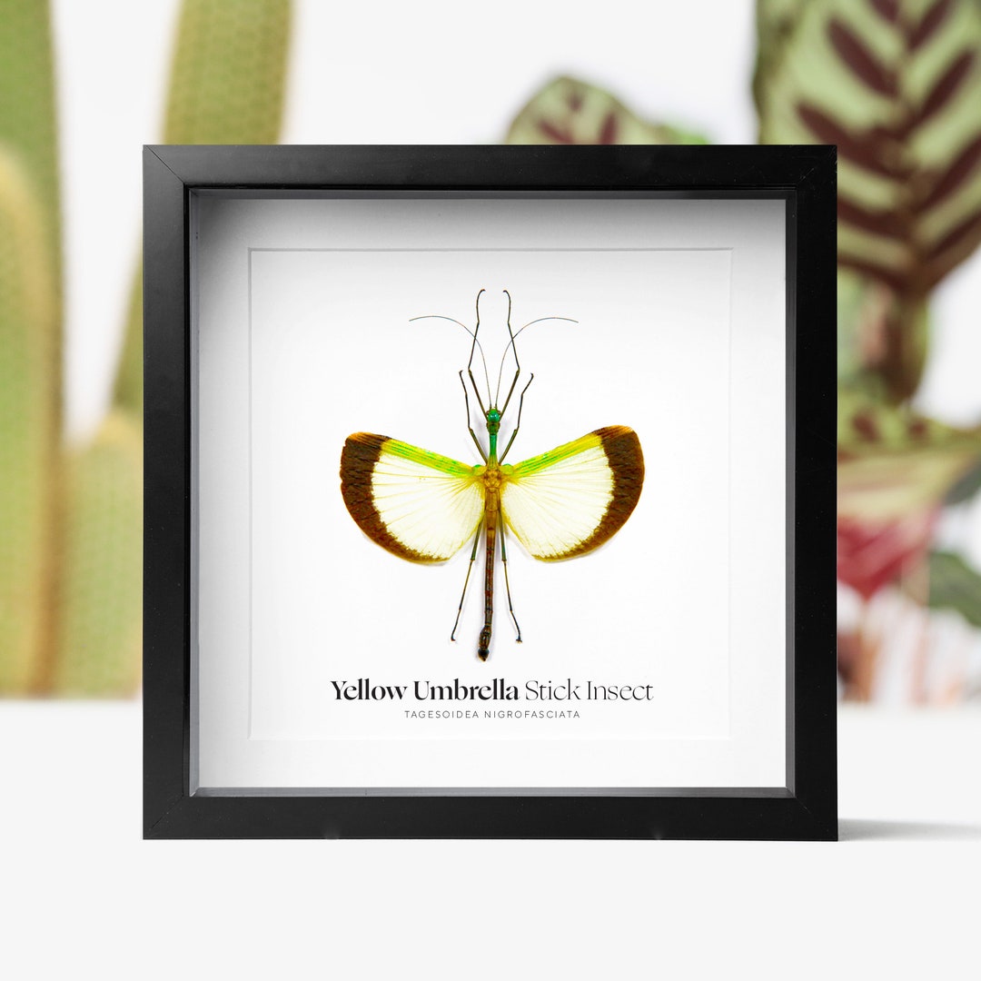 Yellow Umbrella Stick Insect Male Insect Bug Entomology Taxidermy ...