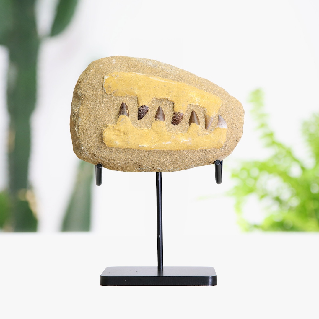 Mosasaur Jaw in Matrix Real Authentic Dinosaur Fossil Steel Stand ...