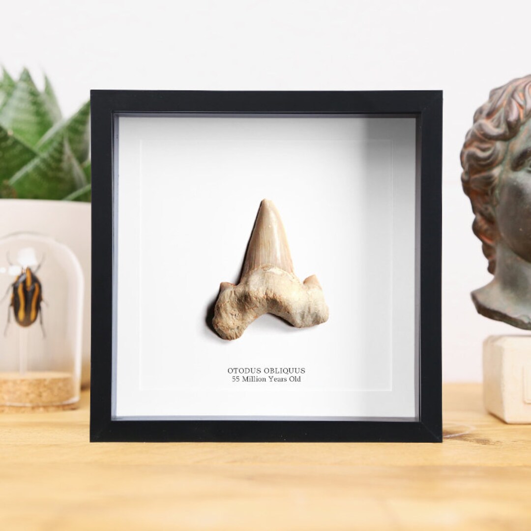 Otodus Obliquus Fossil Tooth Box Frame Real and Authentic Dinosaur ...