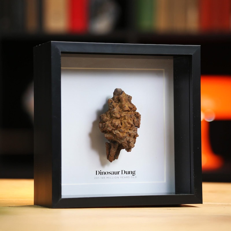 Coprolite - Etsy
