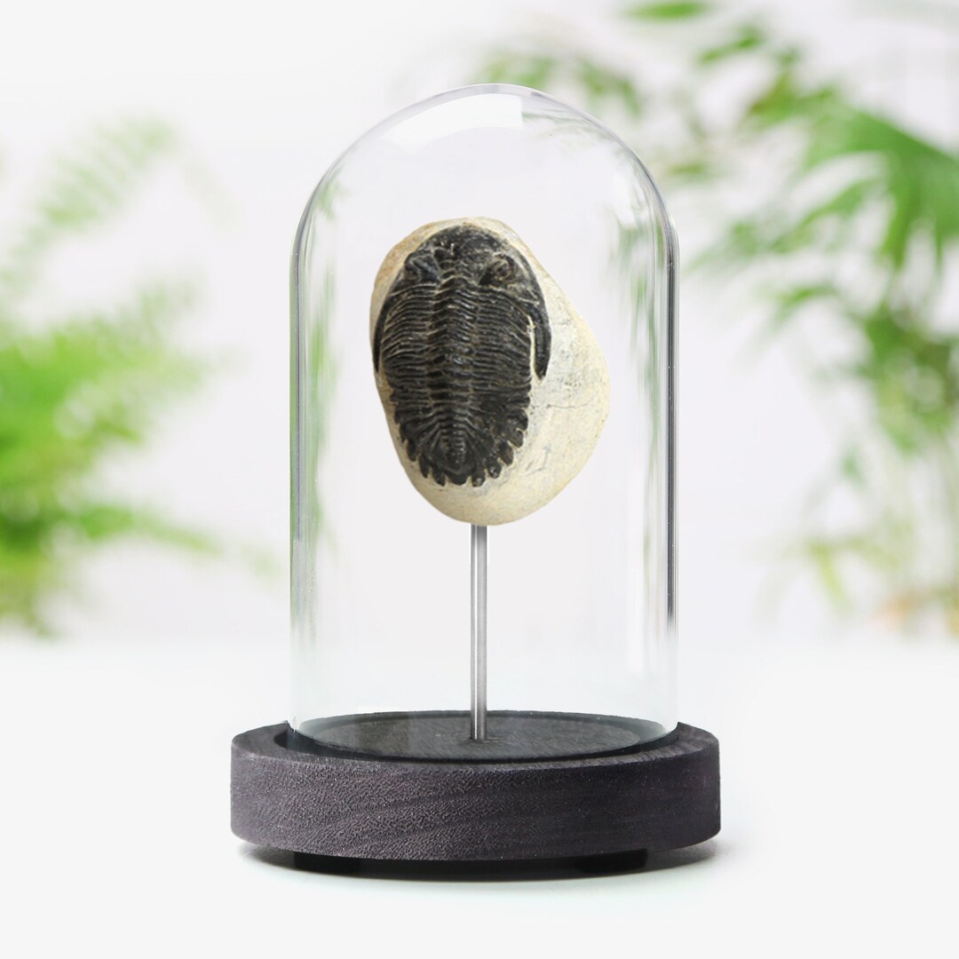 Real Trilobite Fossil in Glass Bell Jar: Jurassic Natural History Home ...