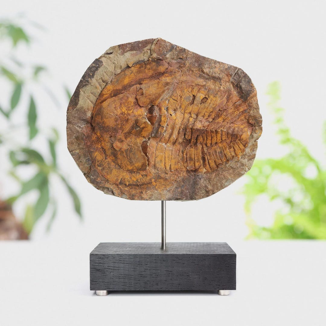 Reedops Trilobite Large Bespoke Oak Base Stand Authentic Natural ...