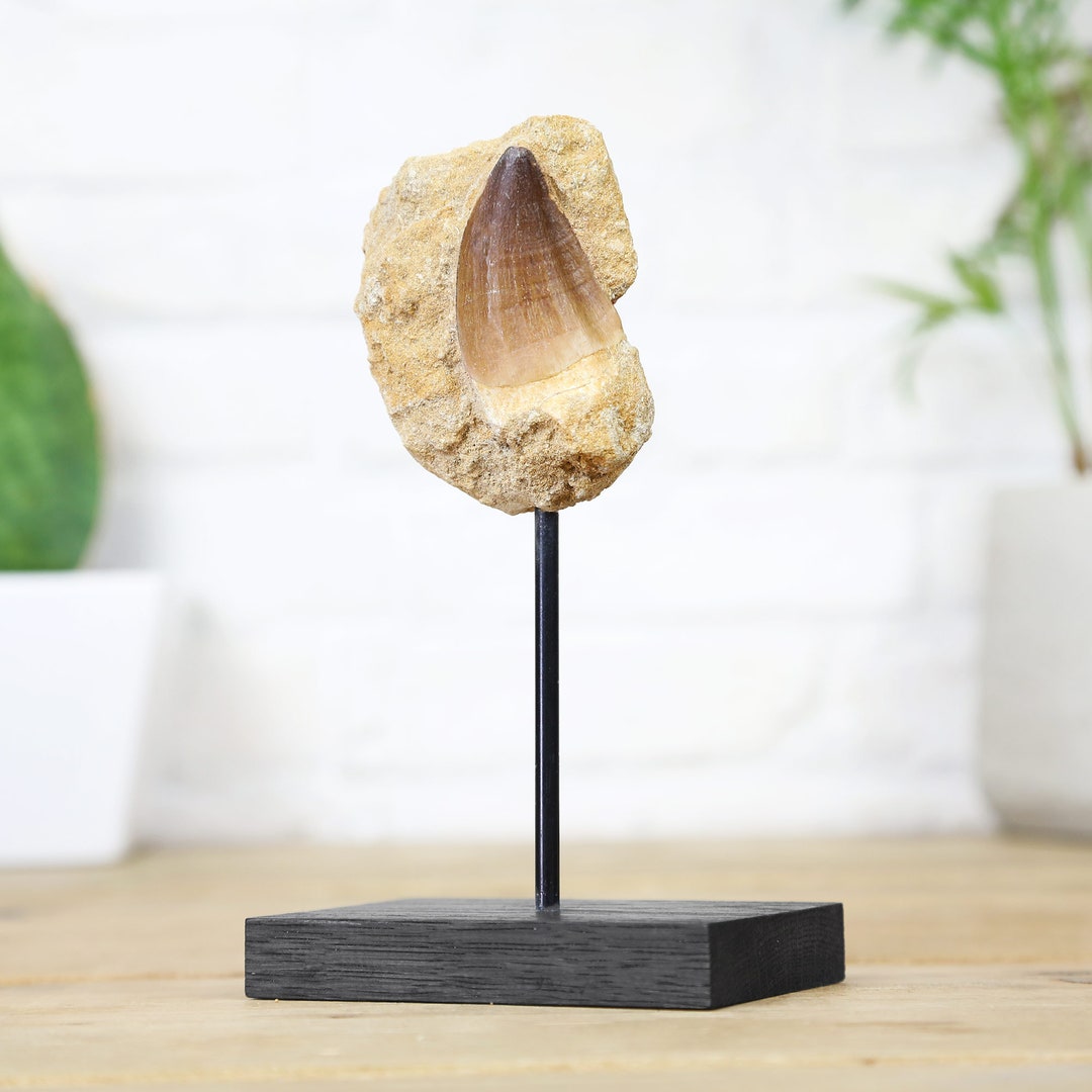 Mosasaurus Tooth in Matrix Bespoke Solid Oak Stand Real Authentic ...