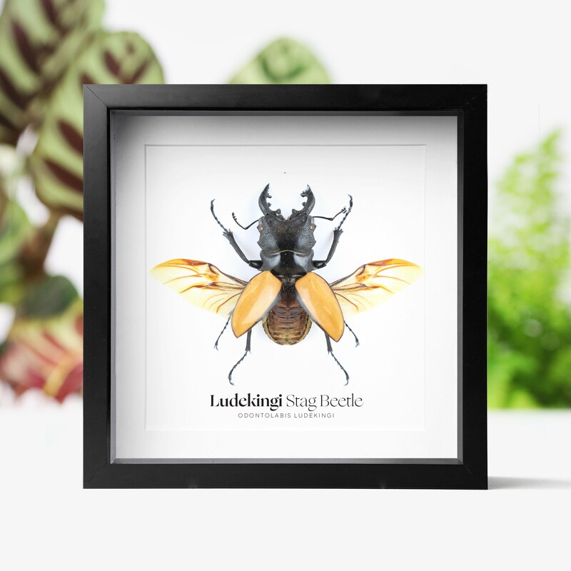 Entomology - Etsy