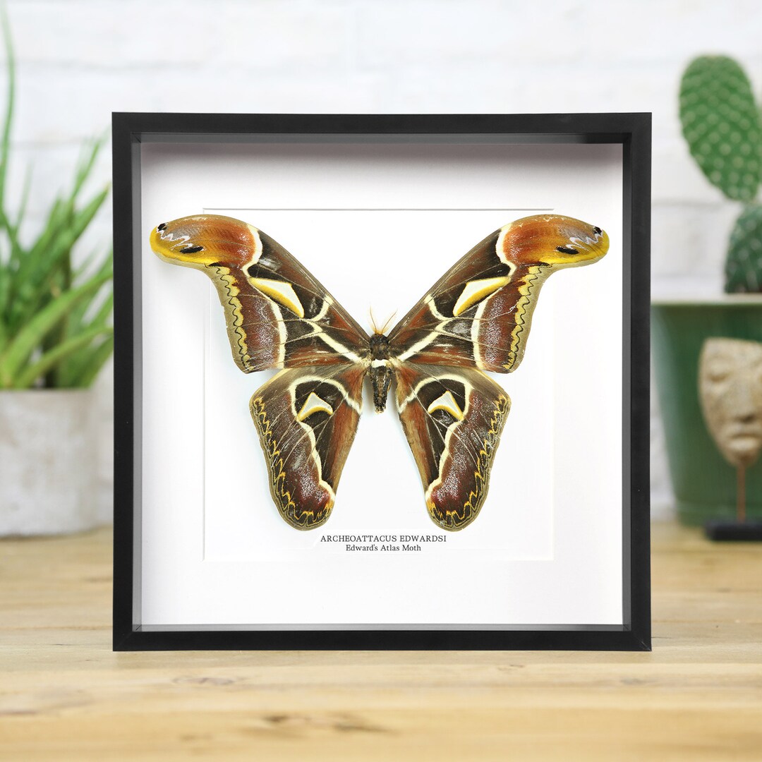 Edward's Atlas Moth Insect Bug Moth Butterfly Box Frame Entomology ...