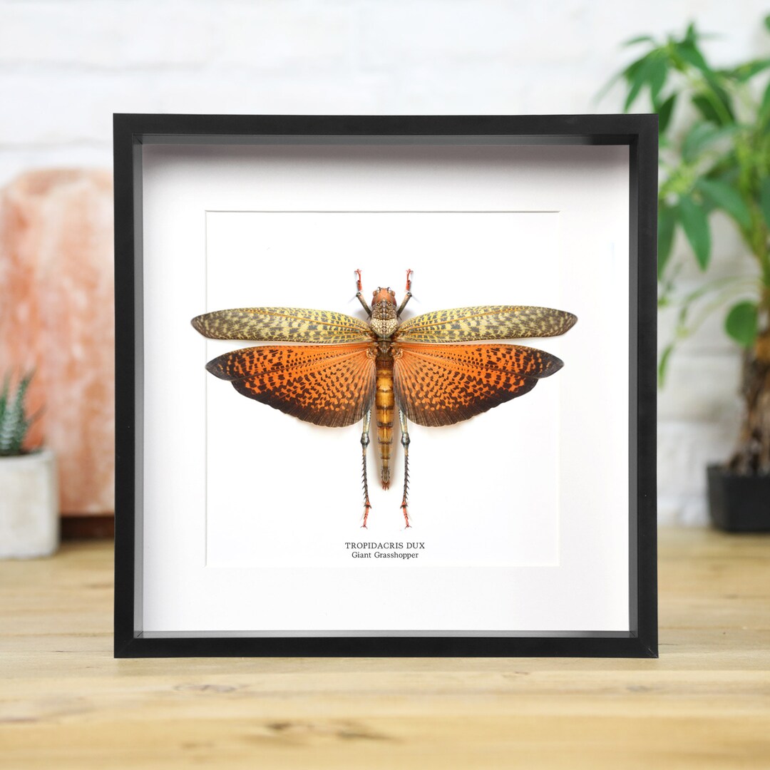 Giant Orange Grasshopper Box Frame / Entomology Taxidermy Insects Bug ...