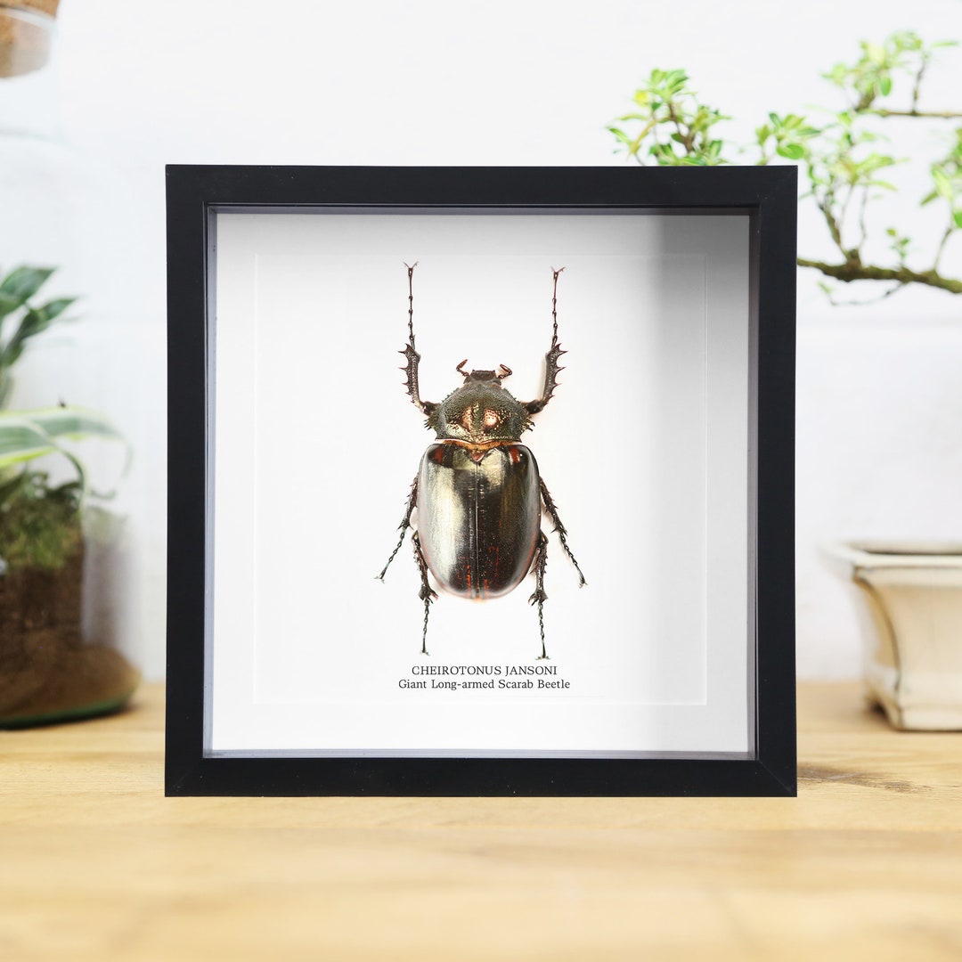 Giant Long Armed Scarab Beetle Box Frame Entomology Taxidermy Insects ...