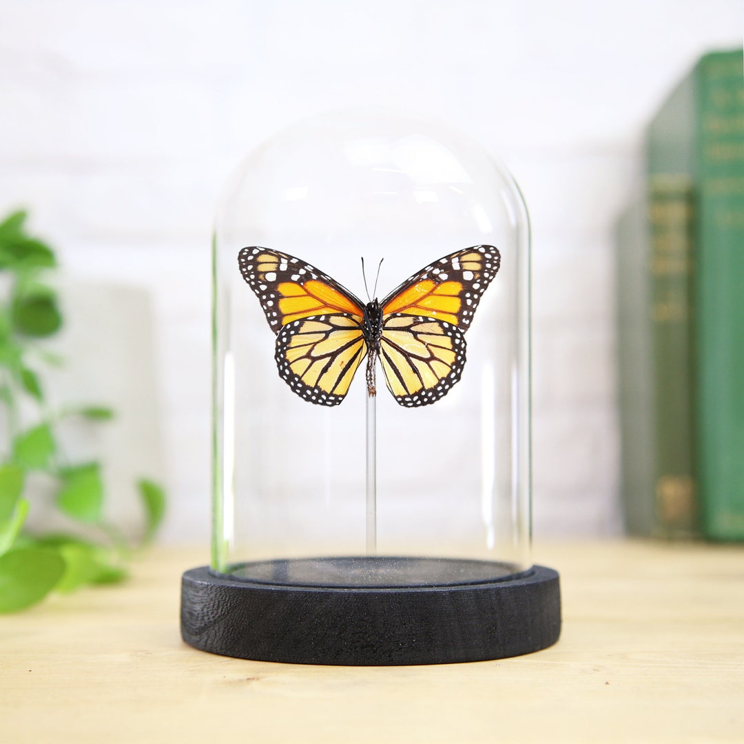Monarch Butterfly Bell Jar/ Entomology Taxidermy Insects Bug Moth ...