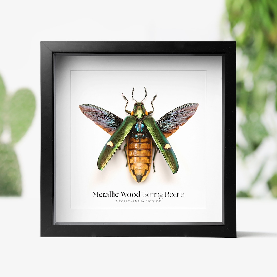 Metallic Wood Boring Beetle Insect Bug Entomology Taxidermy Box Frame ...