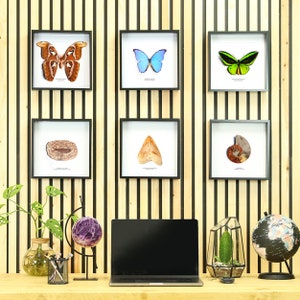 Blushing Phantom cithaerias Pireta Glass Bell Jar / Entomology ...