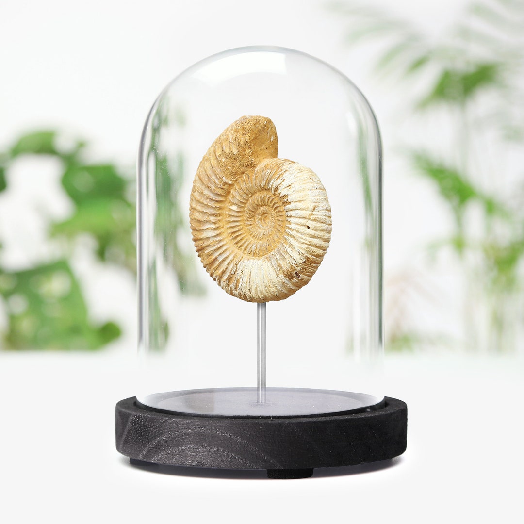 Limestone Ammonite Real Authentic Prehistoric Jurassic Dinosaur Fossil ...
