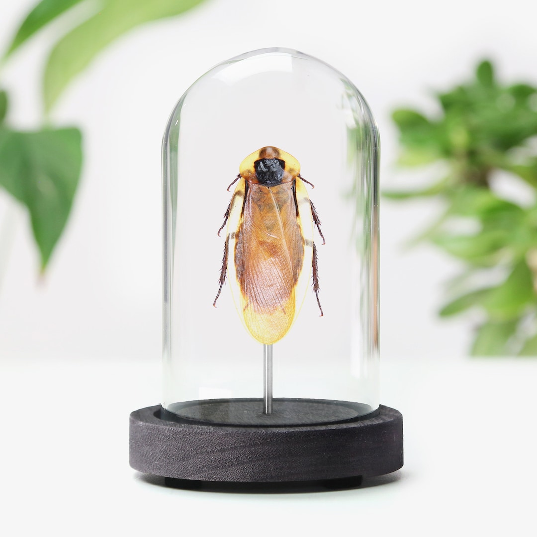 Giant Cave Cockroach Taxidermy: Blaberus Giganteus Display Bell Jar - Etsy